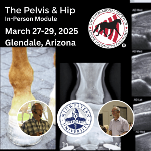ISELP The Pelvis & Hip Module - Podoblock USA