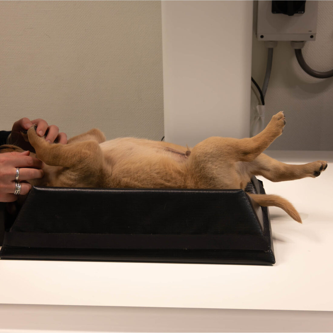 Heavy-Gauge Veterinary Vinyl Immobilizer Trough - Podoblock USA